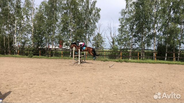 Лошадь в Аренду