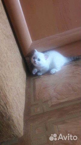 Шотландская кошечка