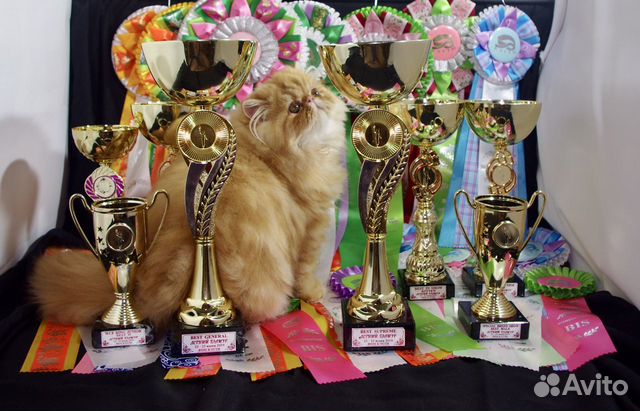 Котенок шоу класса