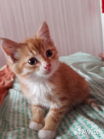 Котенок девочка