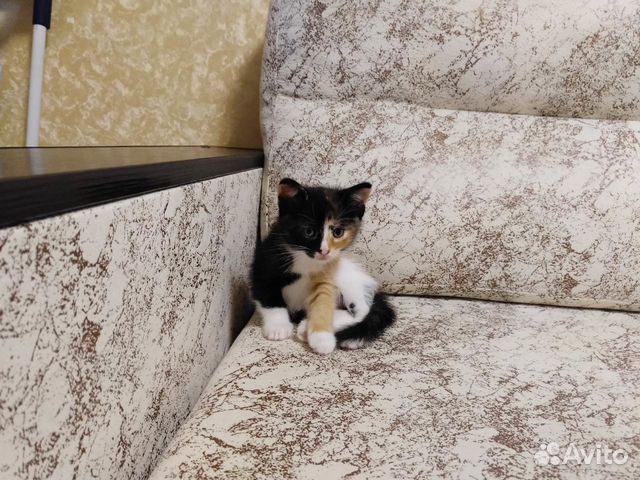 Трехшерстные котята в добрые и ответственные руки