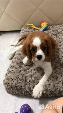 Кавалер кинг-чарльз-спаниель