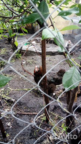 Курица - наседка