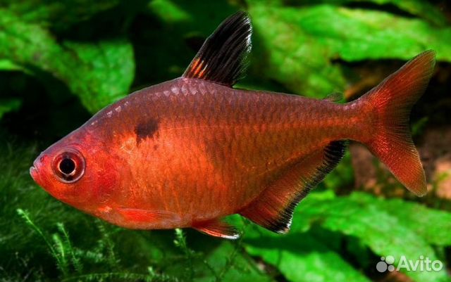 Отдам Миноров, Барбусов