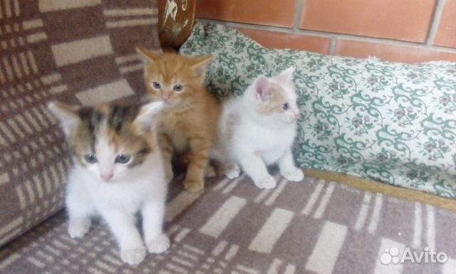 Охотничьи котята бесплатно