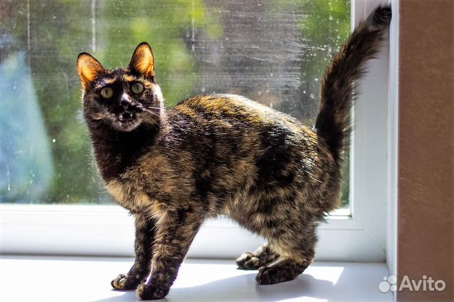 Кошка Туся ищет хозяина