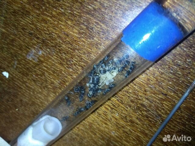 Camponotus parius