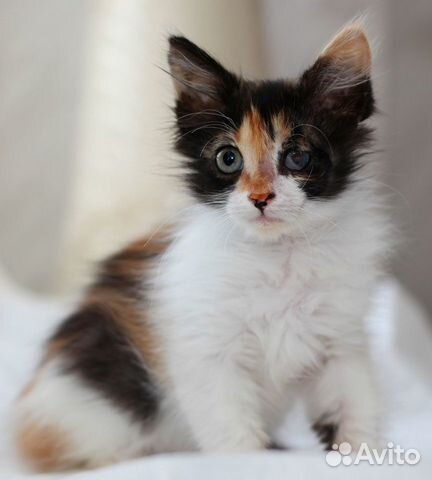 Котенок Глаша в добрые руки