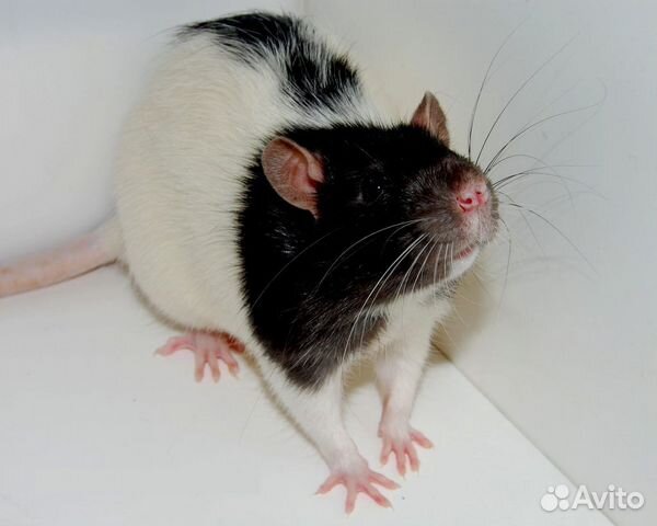 Декоративные крысы порода хаски