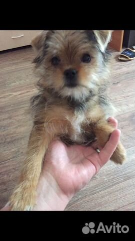 Щенок (шпиц + йорк )
