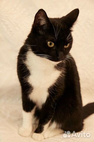 Отдам домашнего котика в хорошие руки