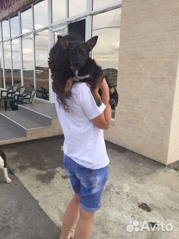 Ищет дом щенок от мелкой собачки Тася