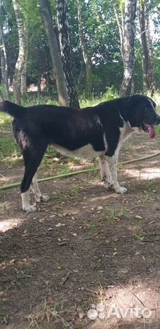 Шейзара-роскошная азиатка в дар