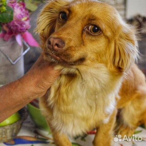 Маленькая собачка ищет дом