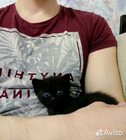 Отдам классного черного котенка в добрые руки
