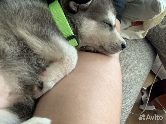 Хаски щенок