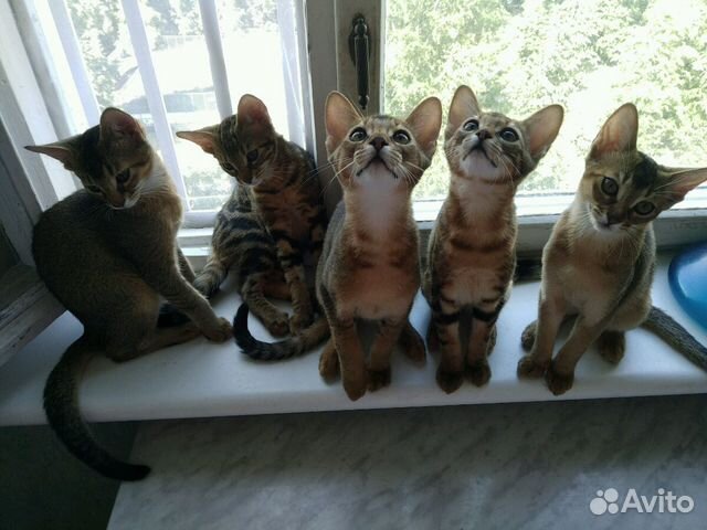 Котята Абики