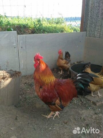 Петух Кучинский