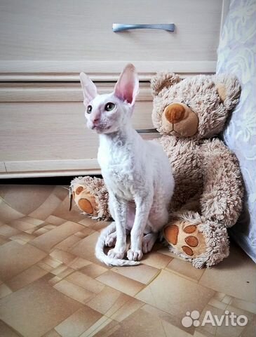 Корниш-рекс котята