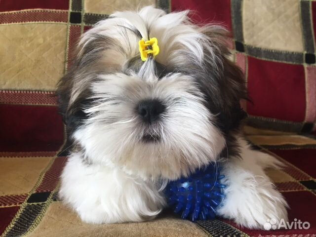 Шоу-перспективная девочка ши тцу