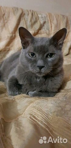 Русская голубая кошка 2года привита, стерилизованн