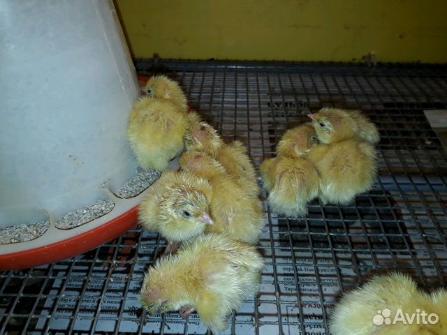 Перепела Техасские, суточные