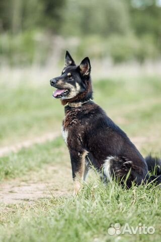 Активный и веселый пес