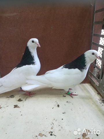 Пермские гривуны