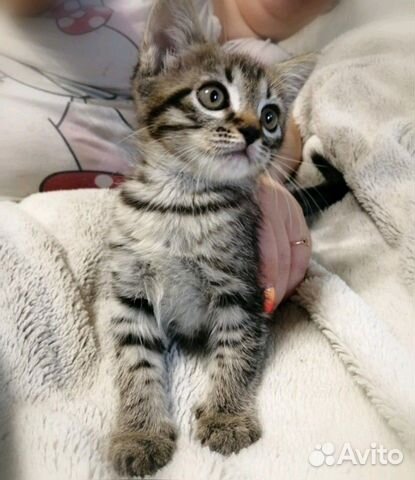 Отдам Котят в добрые руки