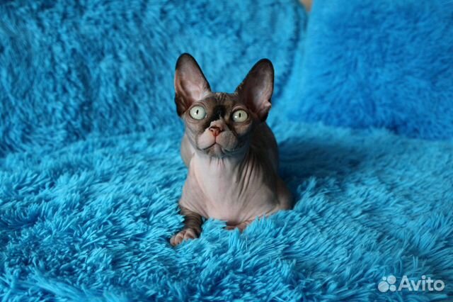 Бамбино девочка