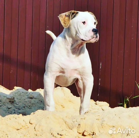 Американский бульдог