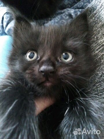 Отдам в добрые руки катёнка