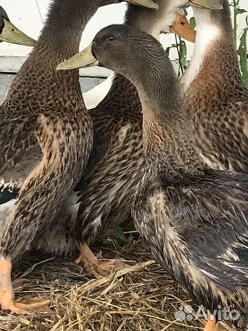 Утки тушки