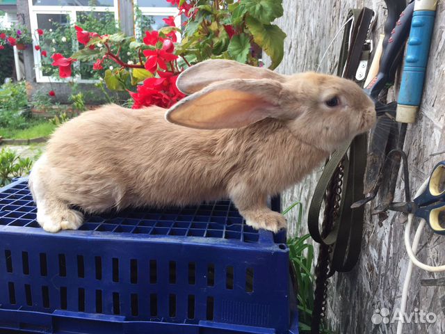 Кролики фландр