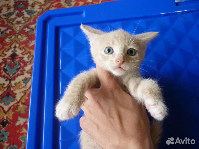 Котенок песочного цвета 1,5 мес