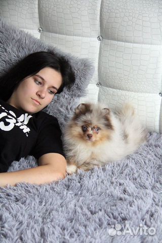 Шпиц триколорный голубоглазик. кобель