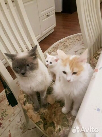 Котята