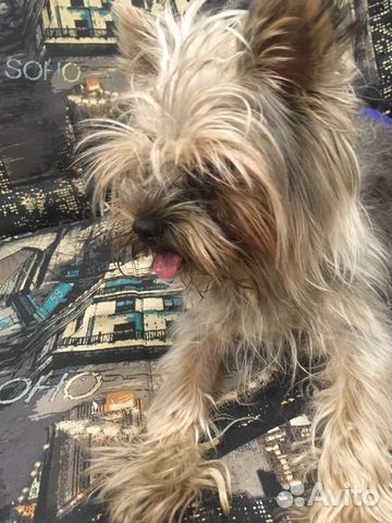 Йорк терьер