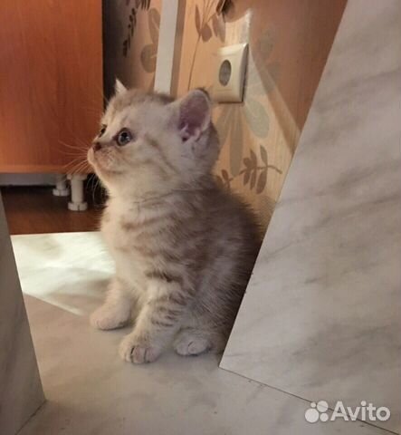 Британские котики