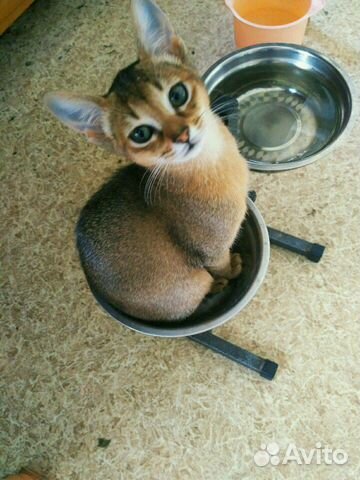 Котята абиссинцы девочки и мальчики 4 месяца