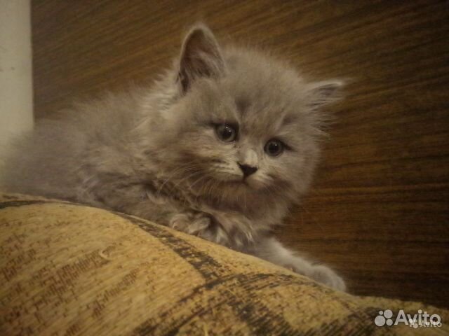 Пушистые британские котята - хайлендеры