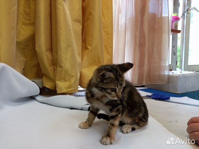Котенок
