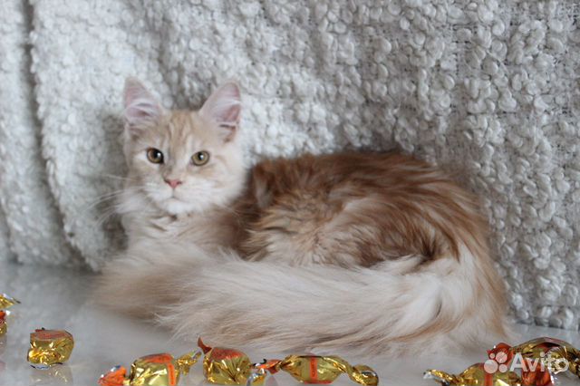 Мейн-кун котята рыжие и кремовые