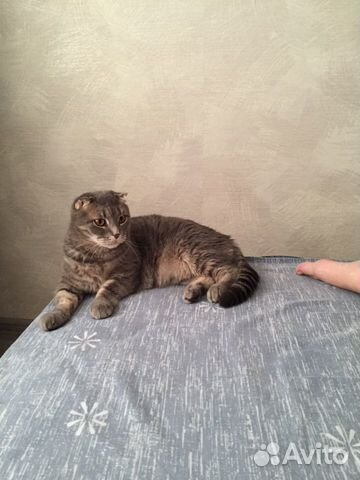 Отдам Кота даром, шотландский вислоухий