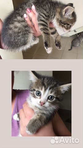 Прелестные котятки ищут дом