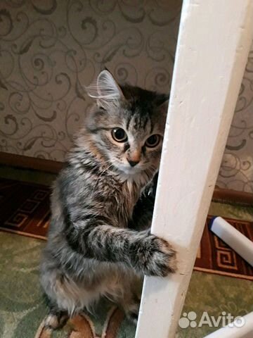 Сибирская кошка