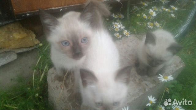 Сиамские котята