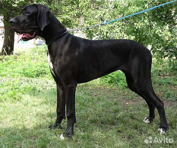 Красивая подрощенная догиня