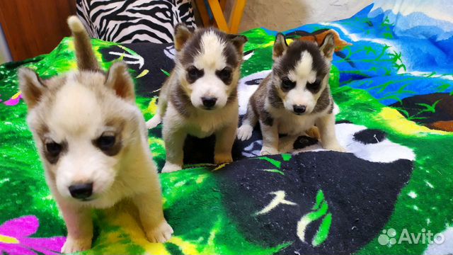 Сибирский хаски