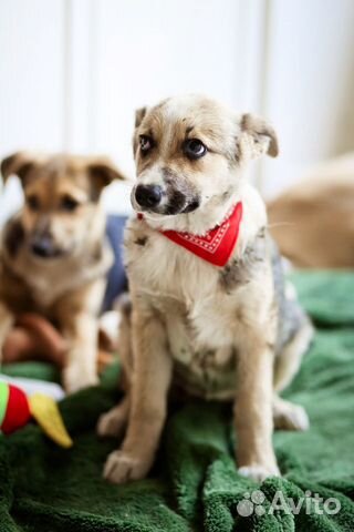 Щенки 3 месяца